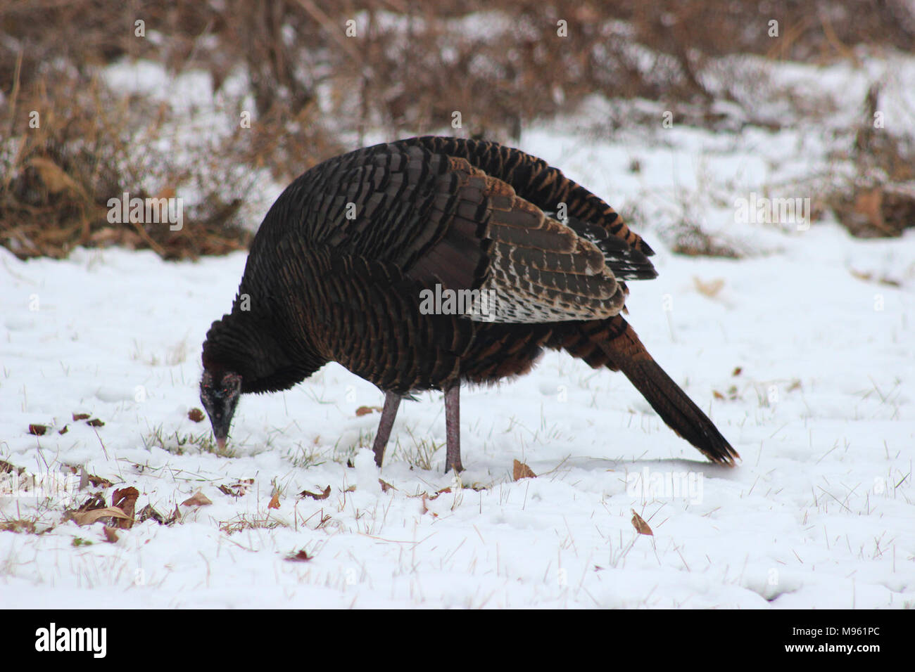 Wild Turkey in the Snow Stock Photo - Alamy