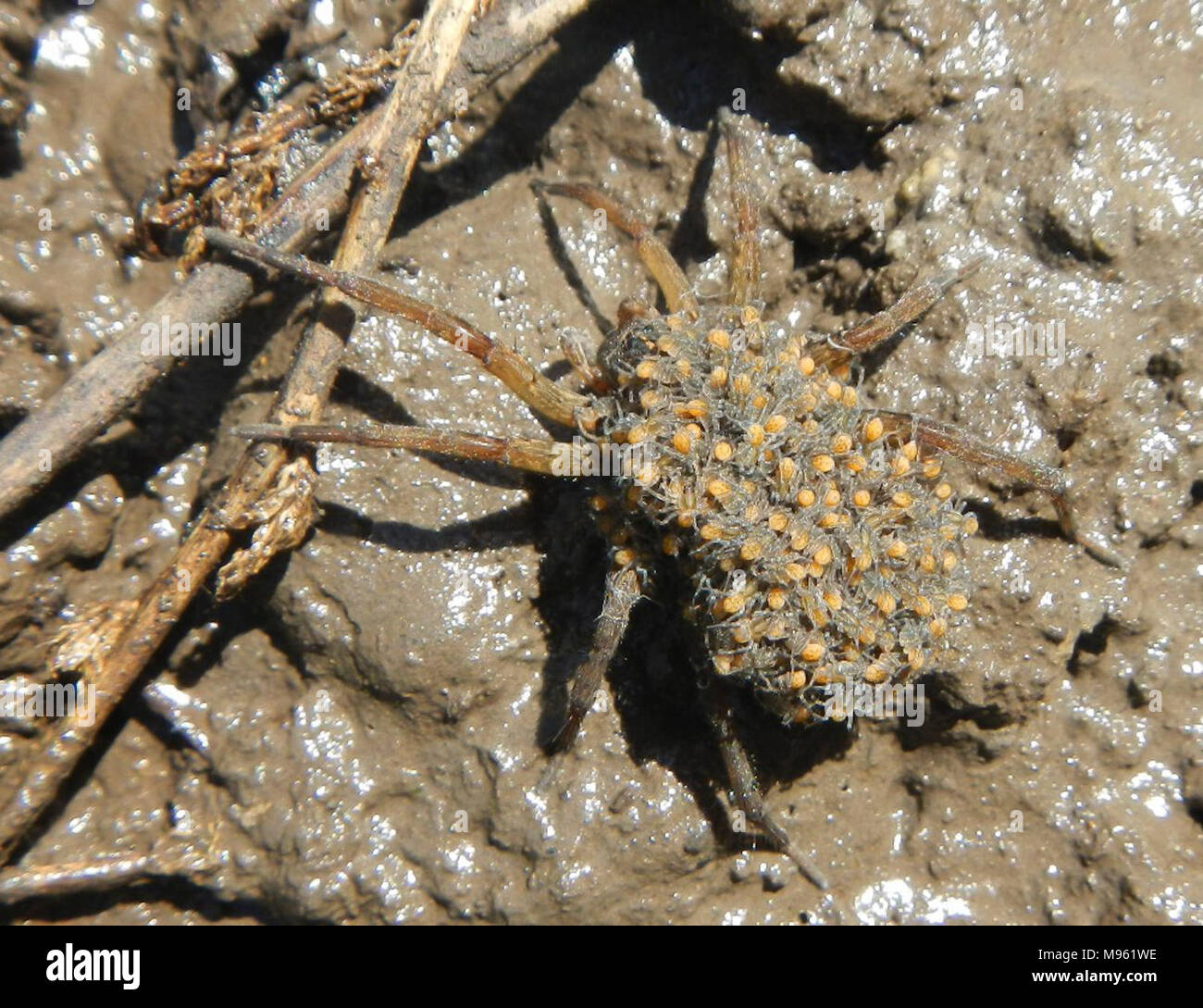 Baby wolf spiders hi-res stock photography and images - Alamy