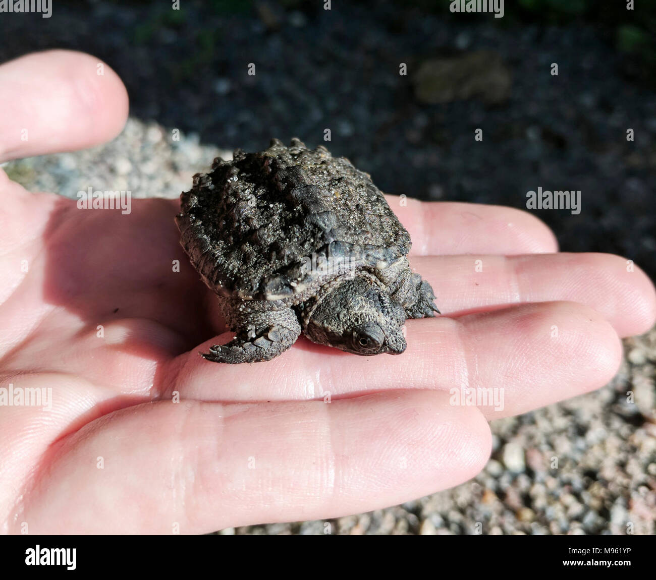 Young Snapping Turtle Stock Photo - Alamy