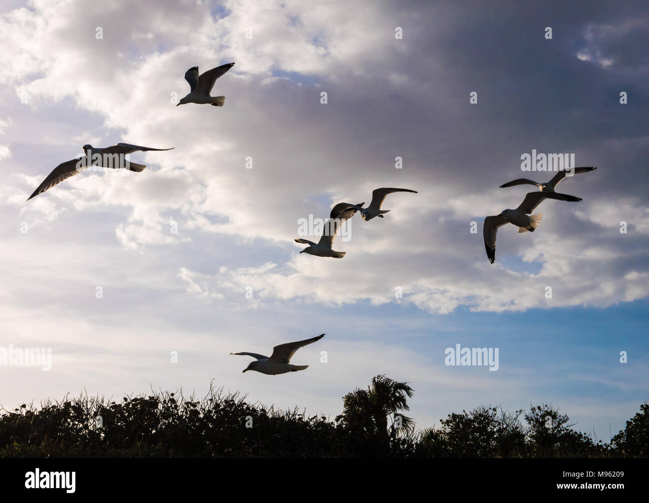 A flock of seagulls flying near the coast of Vero Beach, Florida Stock ...