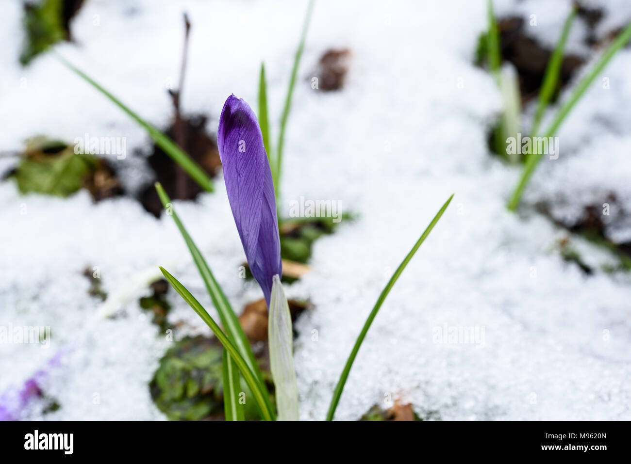 Reborn flower hi-res stock photography and images - Alamy