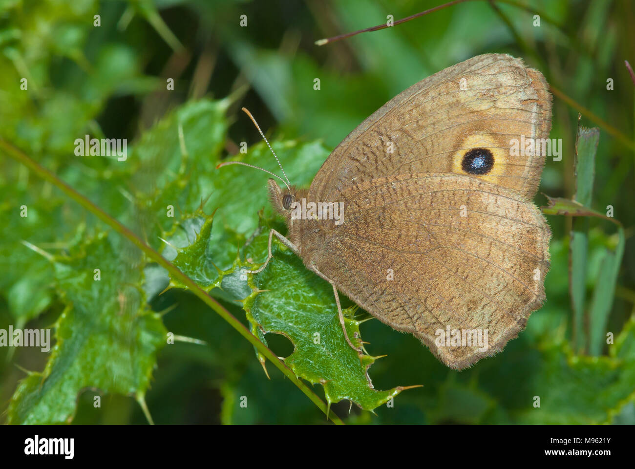 A common wood-nymph butterfly, Cercyonis pegala, perched on a thistle ...