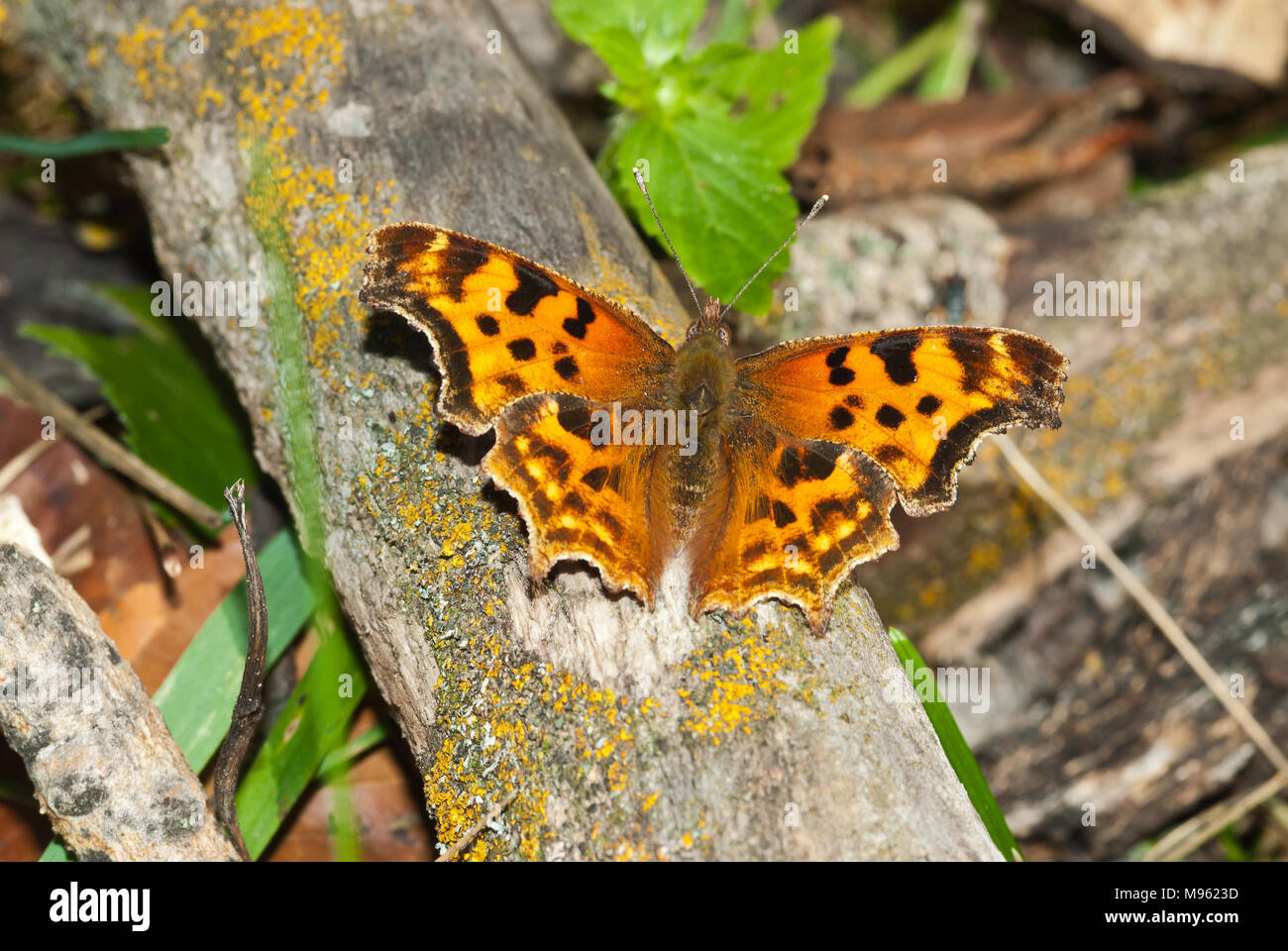 Satyr butterfly hi-res stock photography and images - Alamy