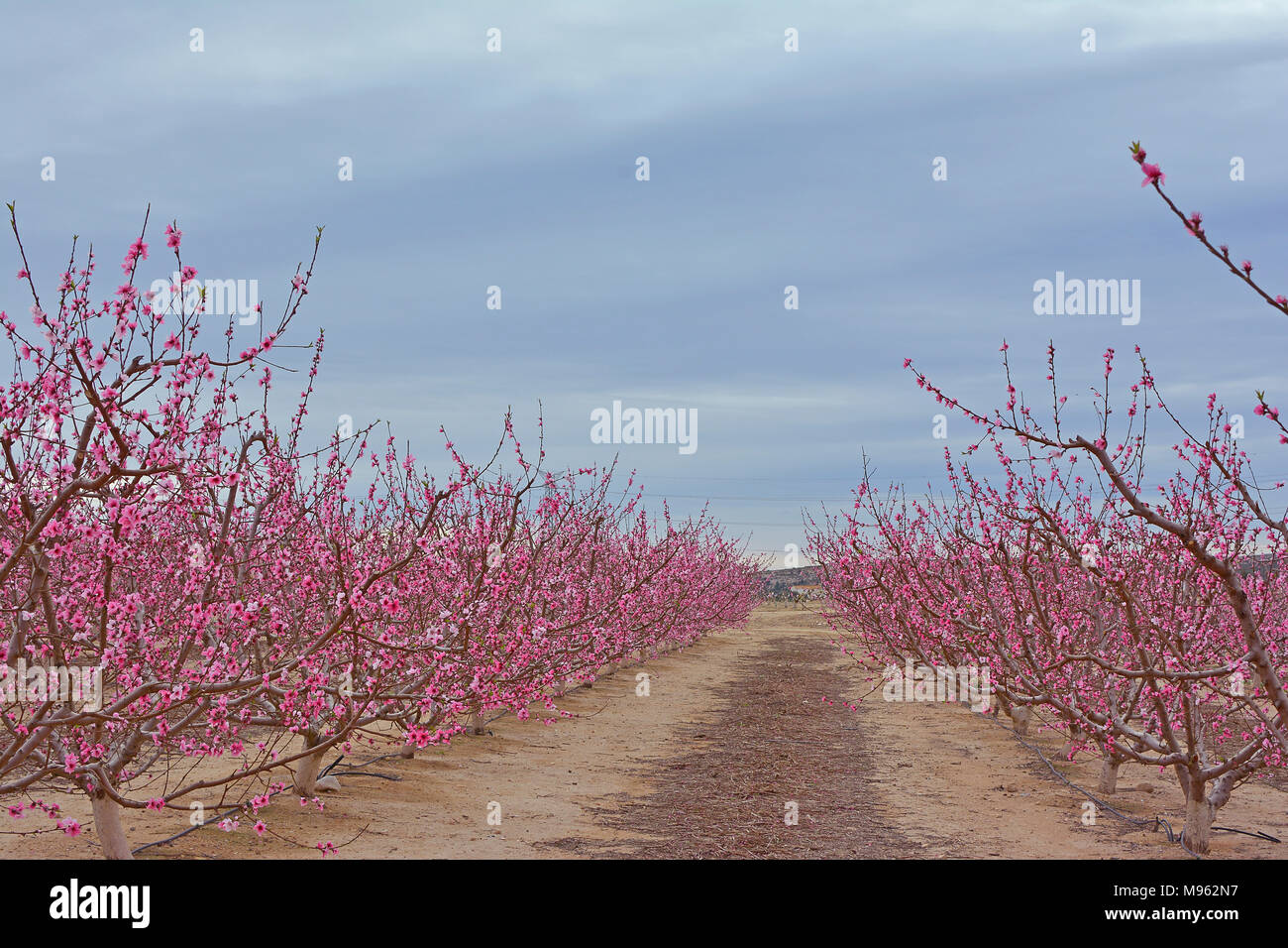Landscape of a plantation of peach trees in bloom Stock Photo - Alamy