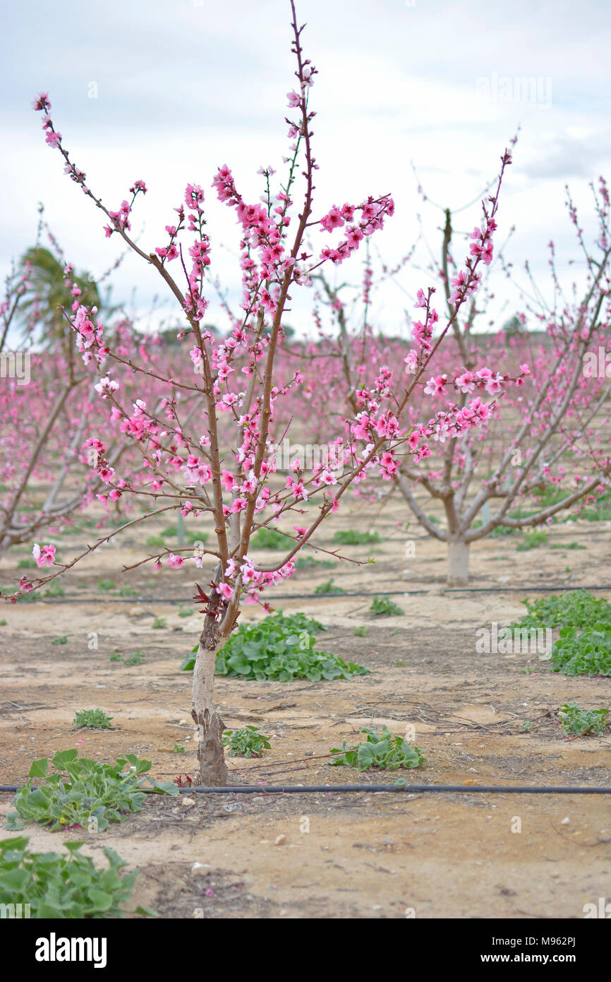 Landscape of a plantation of peach trees in bloom Stock Photo - Alamy