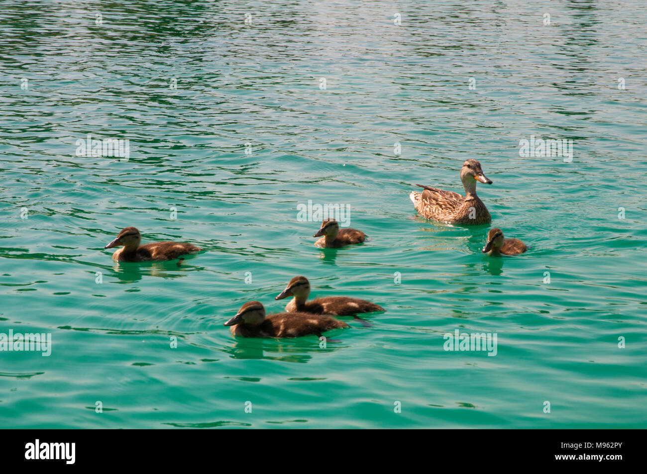 Patitos patitos hi-res stock photography and images - Alamy