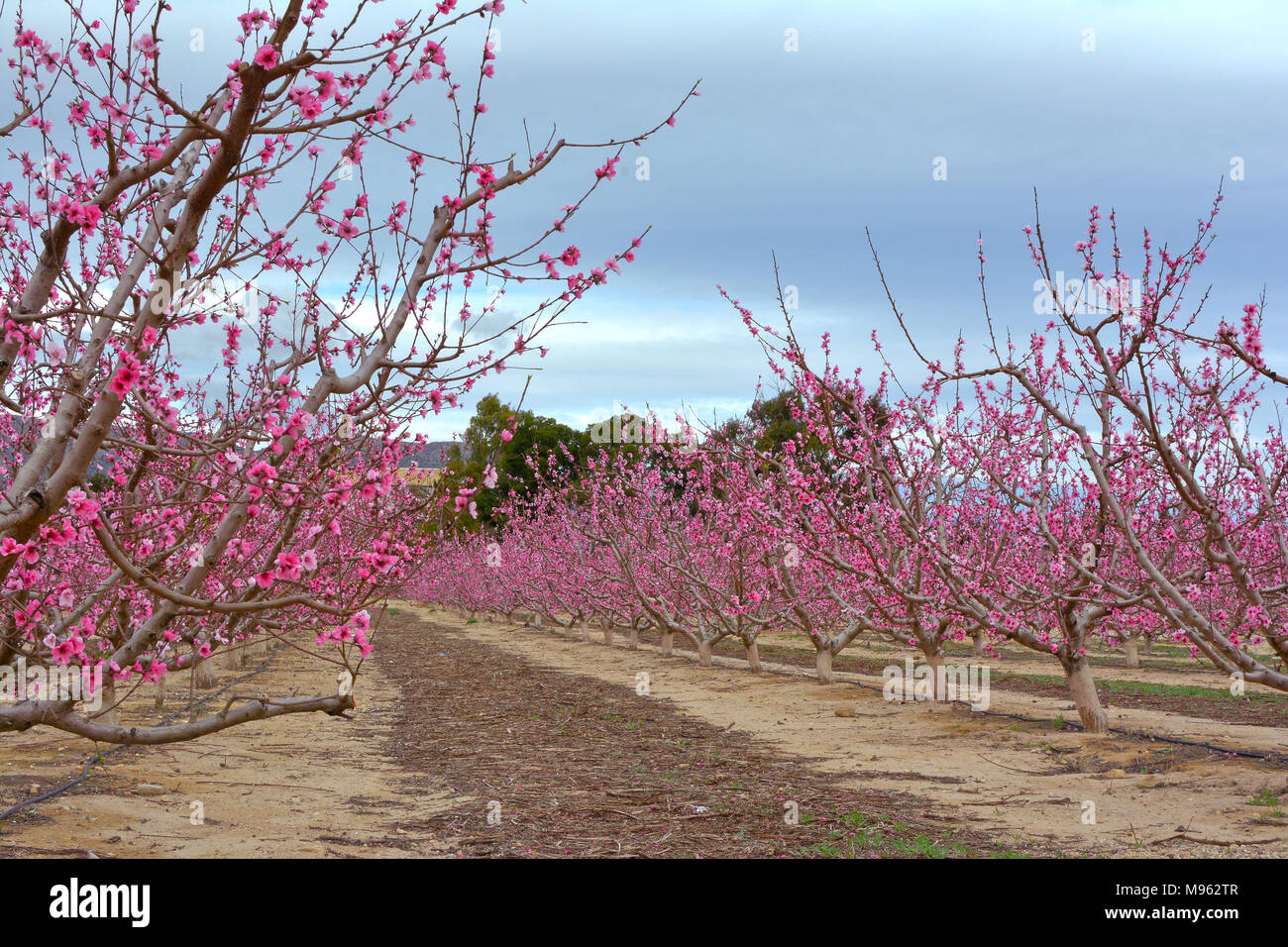 Landscape of a plantation of peach trees in bloom Stock Photo - Alamy
