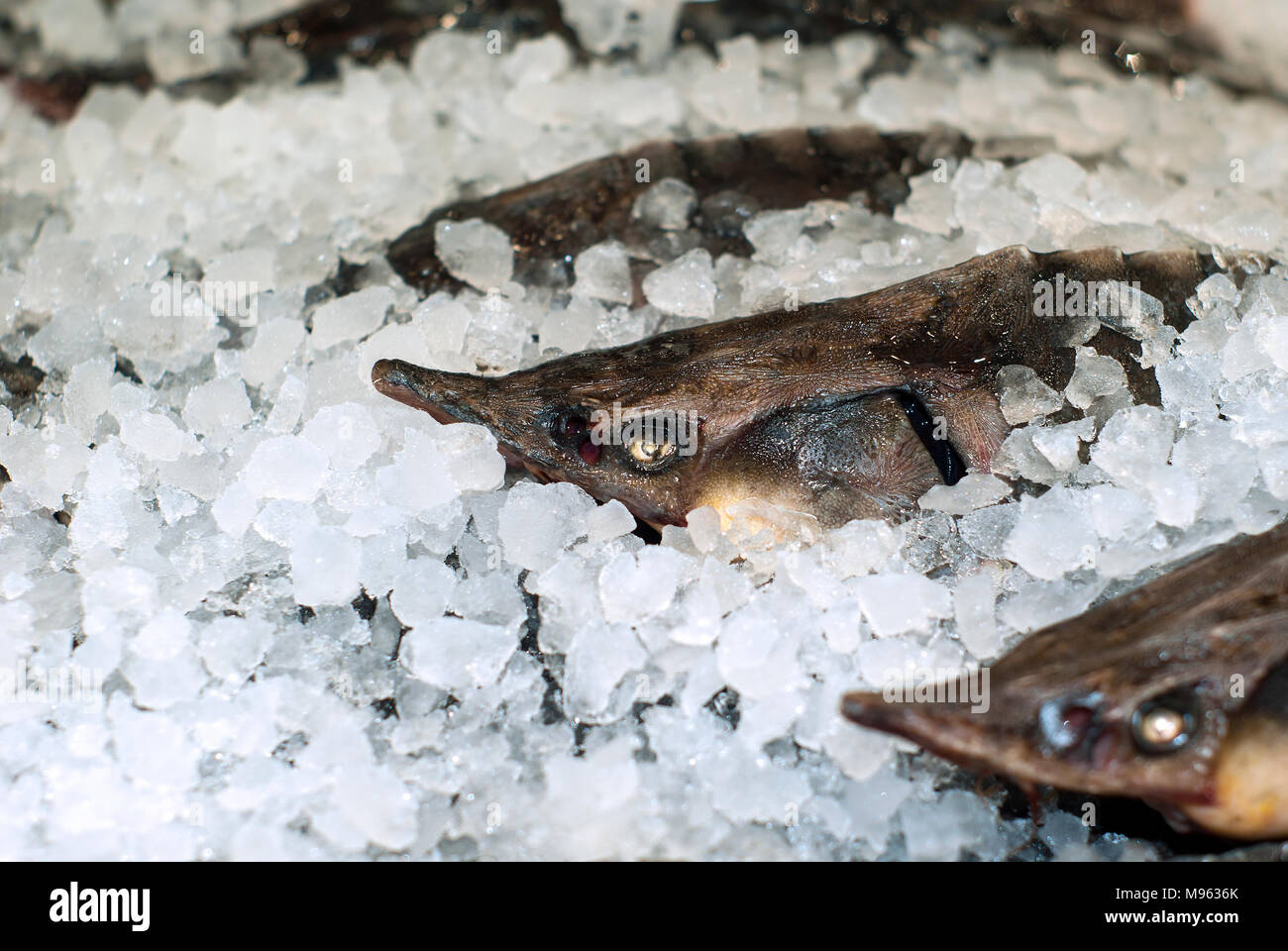 Fresh sturgeon hi-res stock photography and images - Alamy