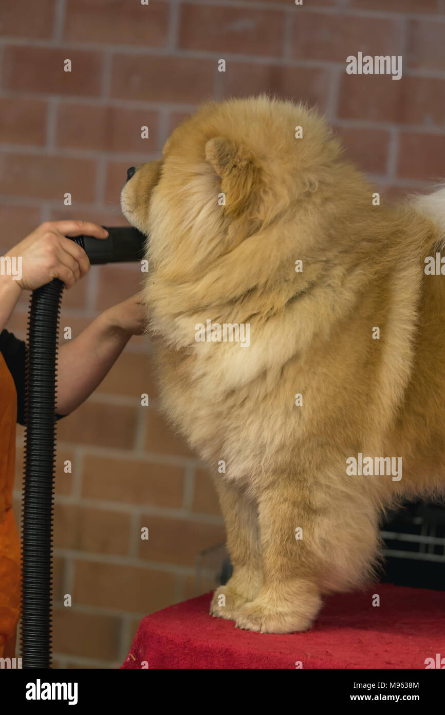 Show chow hi-res stock photography and images - Alamy