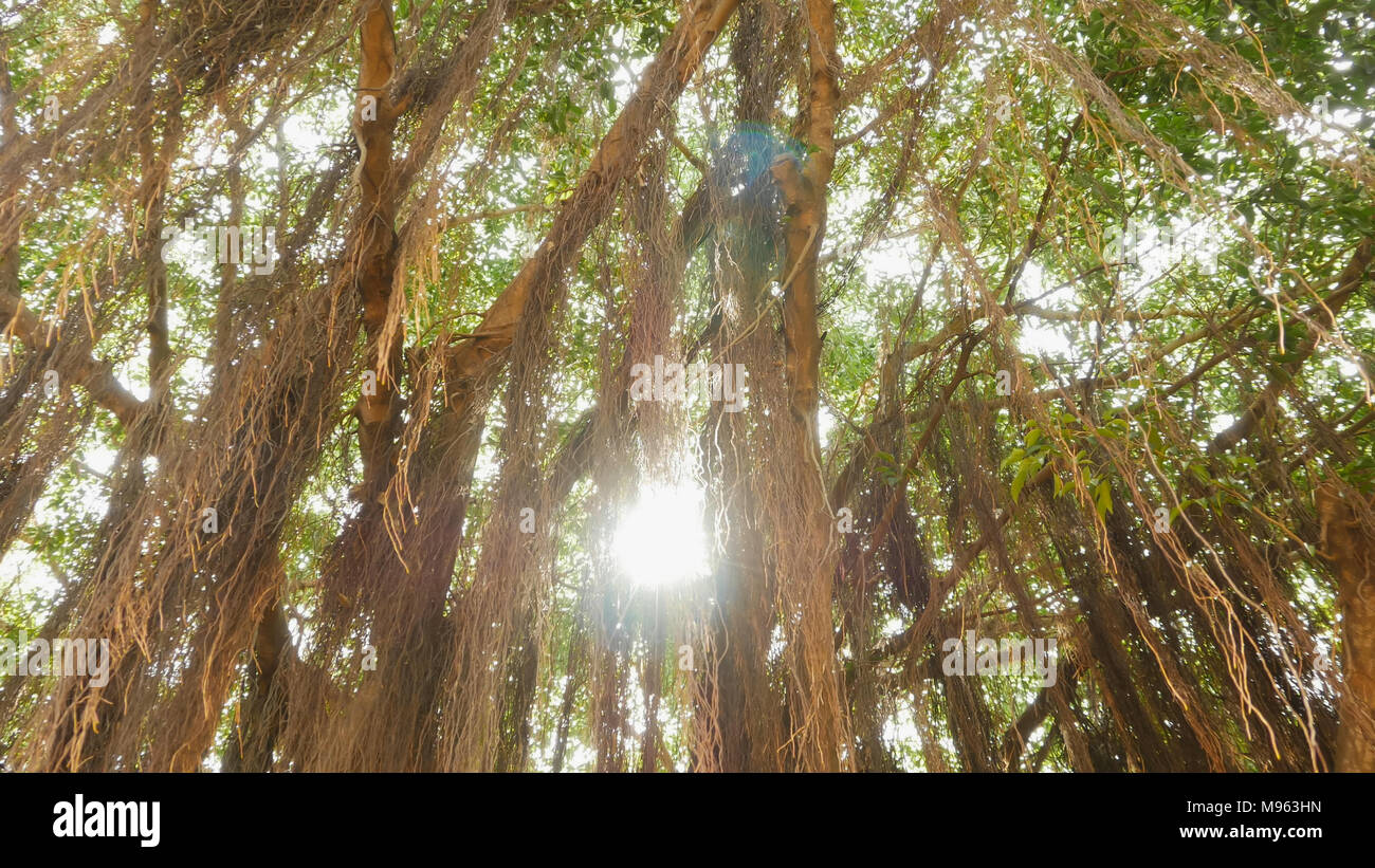 Rays of light shine through the Banyan tree in the jungles. Vietnam ...