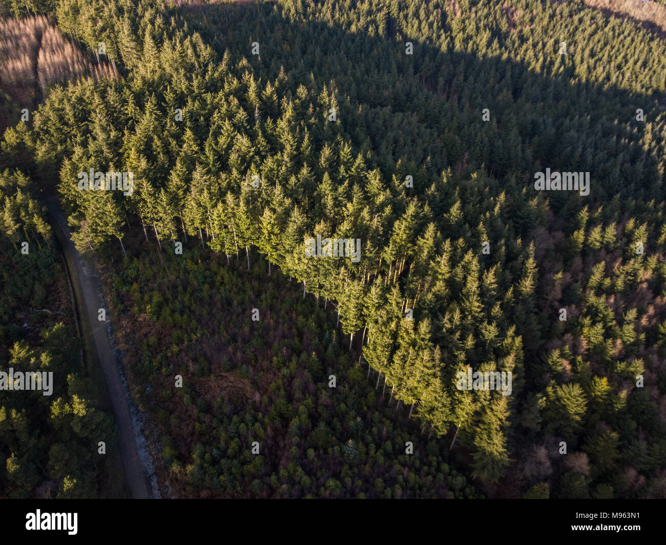 An aerial view of the trees at Haldon forest in Devon, United Kingdom ...