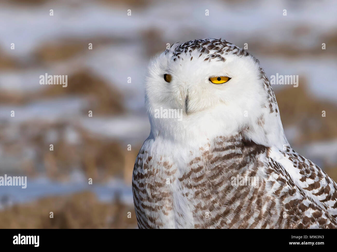 Snowy owl (Bubo scandiacus) standing and hunting over a snow covered ...