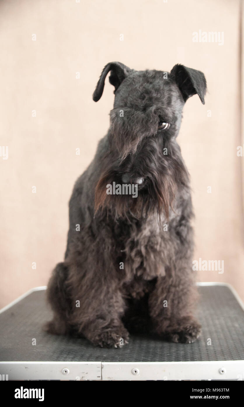 Schnauzer dog portrait Stock Photo - Alamy