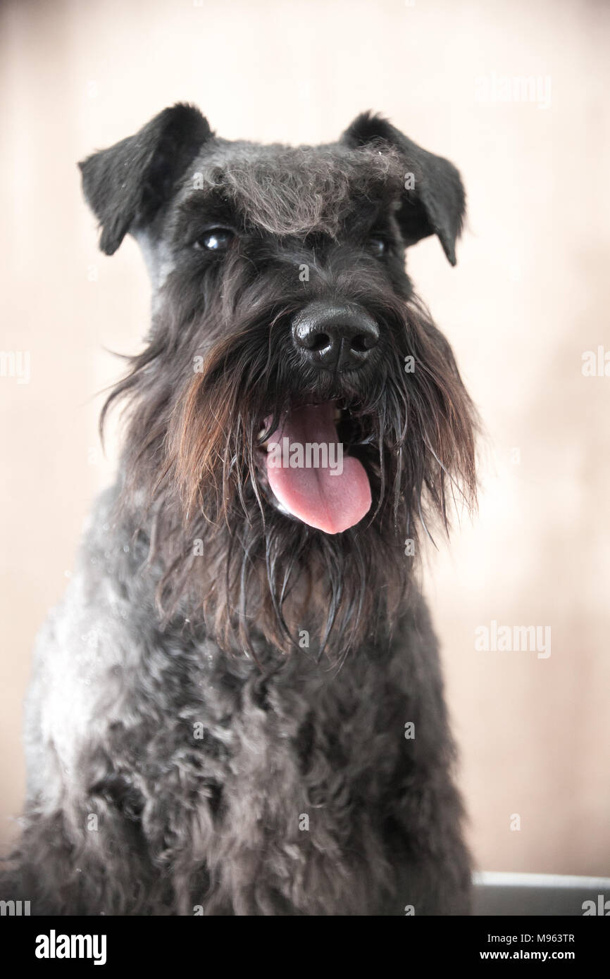 Bearded dog schnauzer hi-res stock photography and images - Alamy