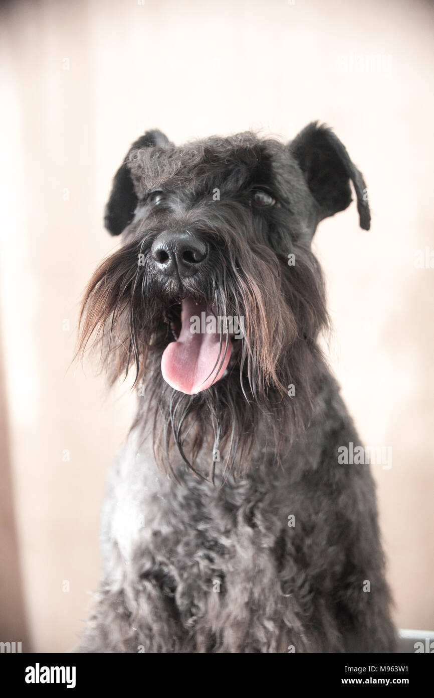 Schnauzer dog portrait Stock Photo - Alamy