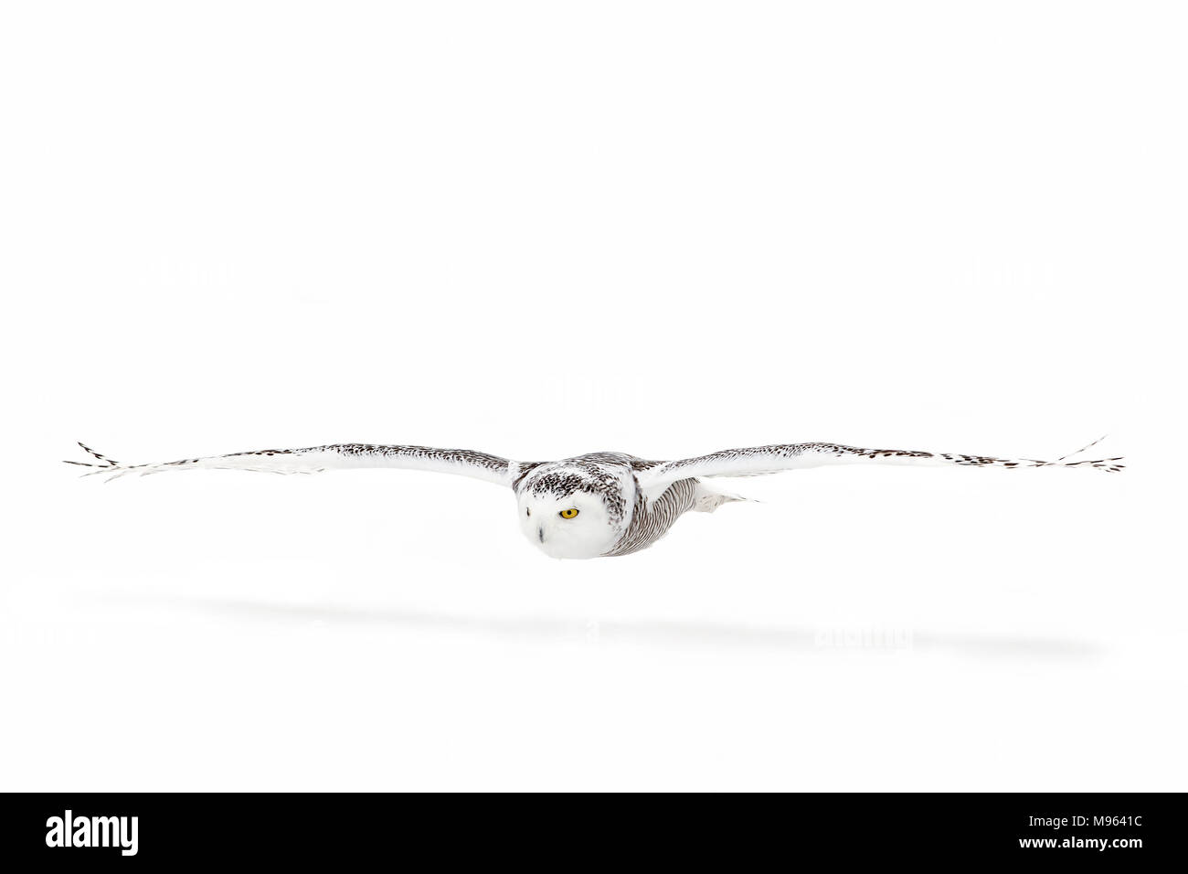 Flying low over field yellow Cut Out Stock Images & Pictures - Alamy