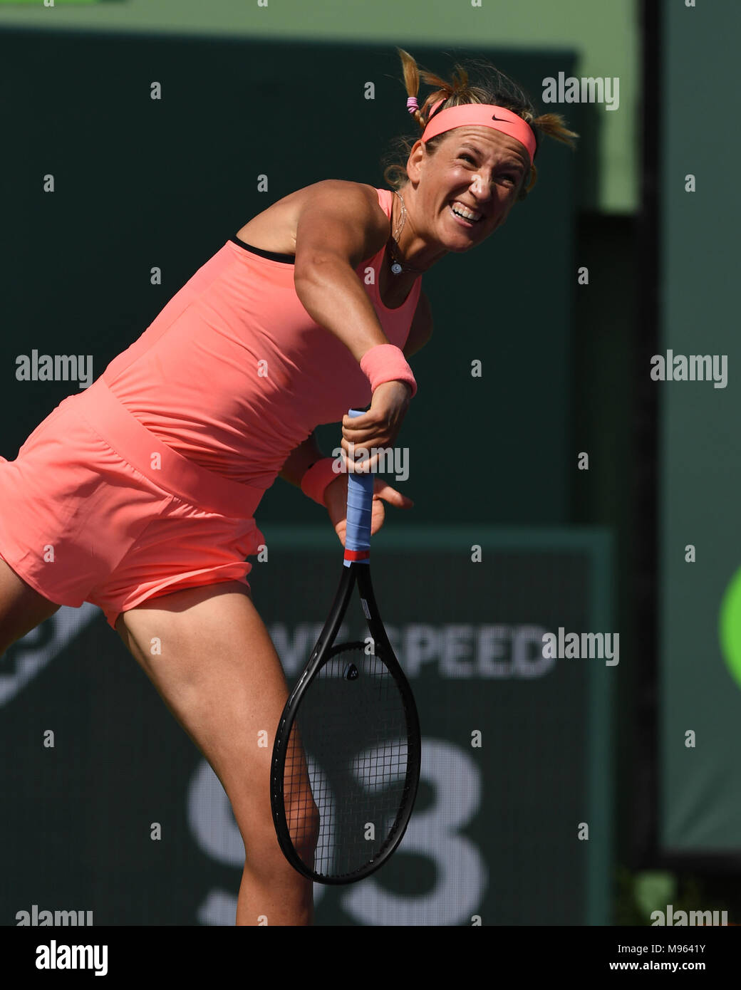 Cici bellis hi-res stock photography and images - Alamy