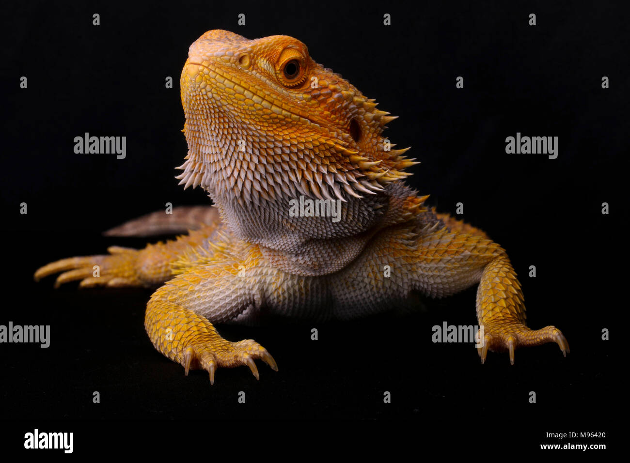 Yellow Leatherback Bearded Dragon