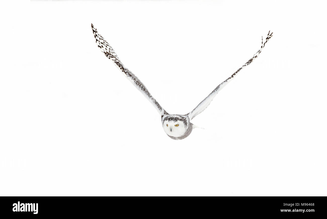 Flying low over field yellow Cut Out Stock Images & Pictures - Alamy