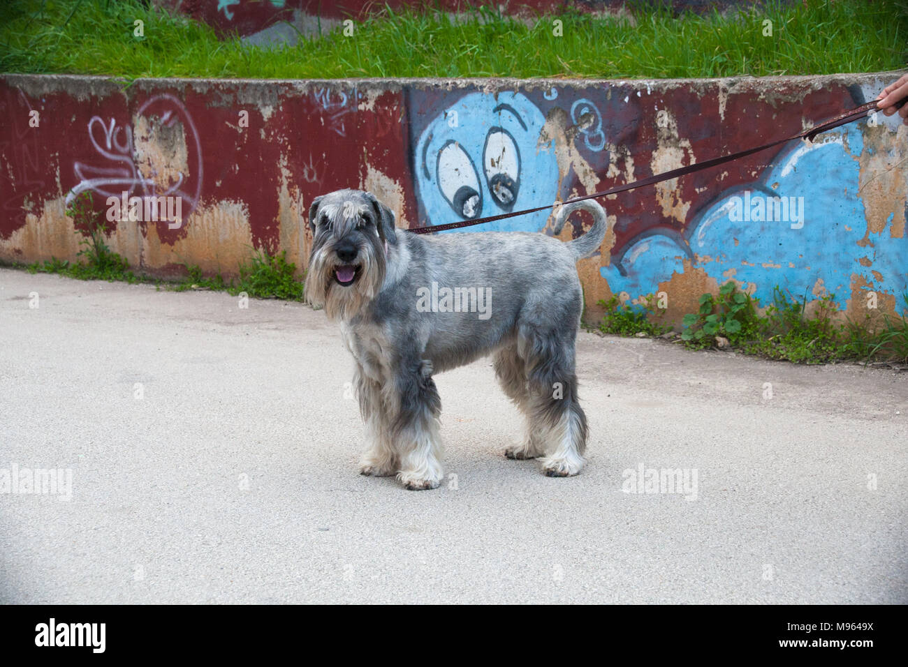 Standard schnauzer hi-res stock photography and images - Alamy