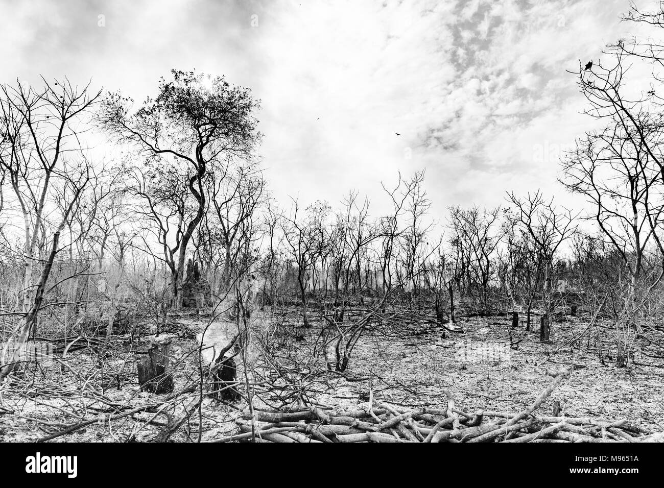 Burned Forest Black And White