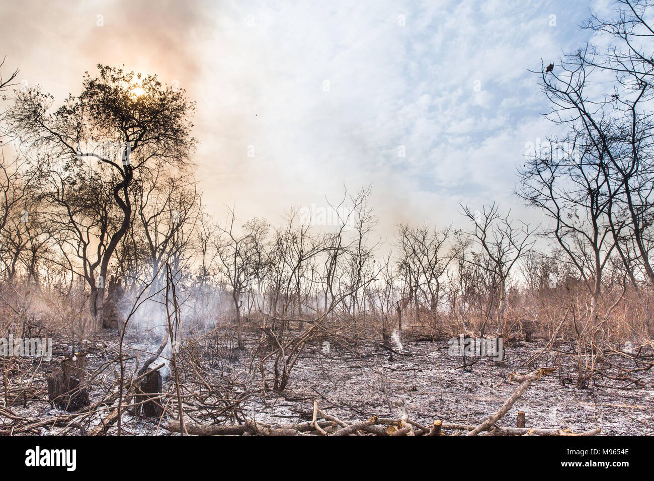A bush fire tears through the Central River Region, The Gambia, during ...