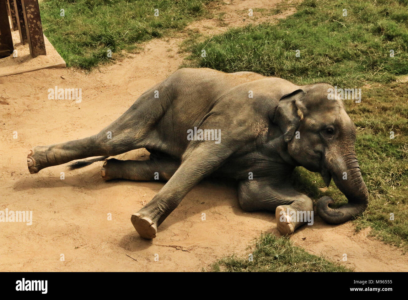 Elephant lying down hi-res stock photography and images - Alamy