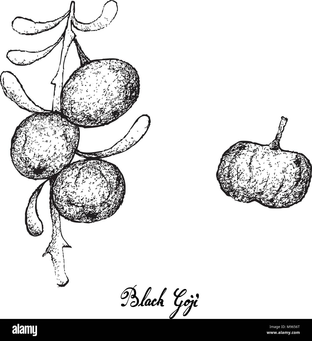 Berry Fruit, Illustration Hand Drawn Sketch of Black Goji or Lycium ...