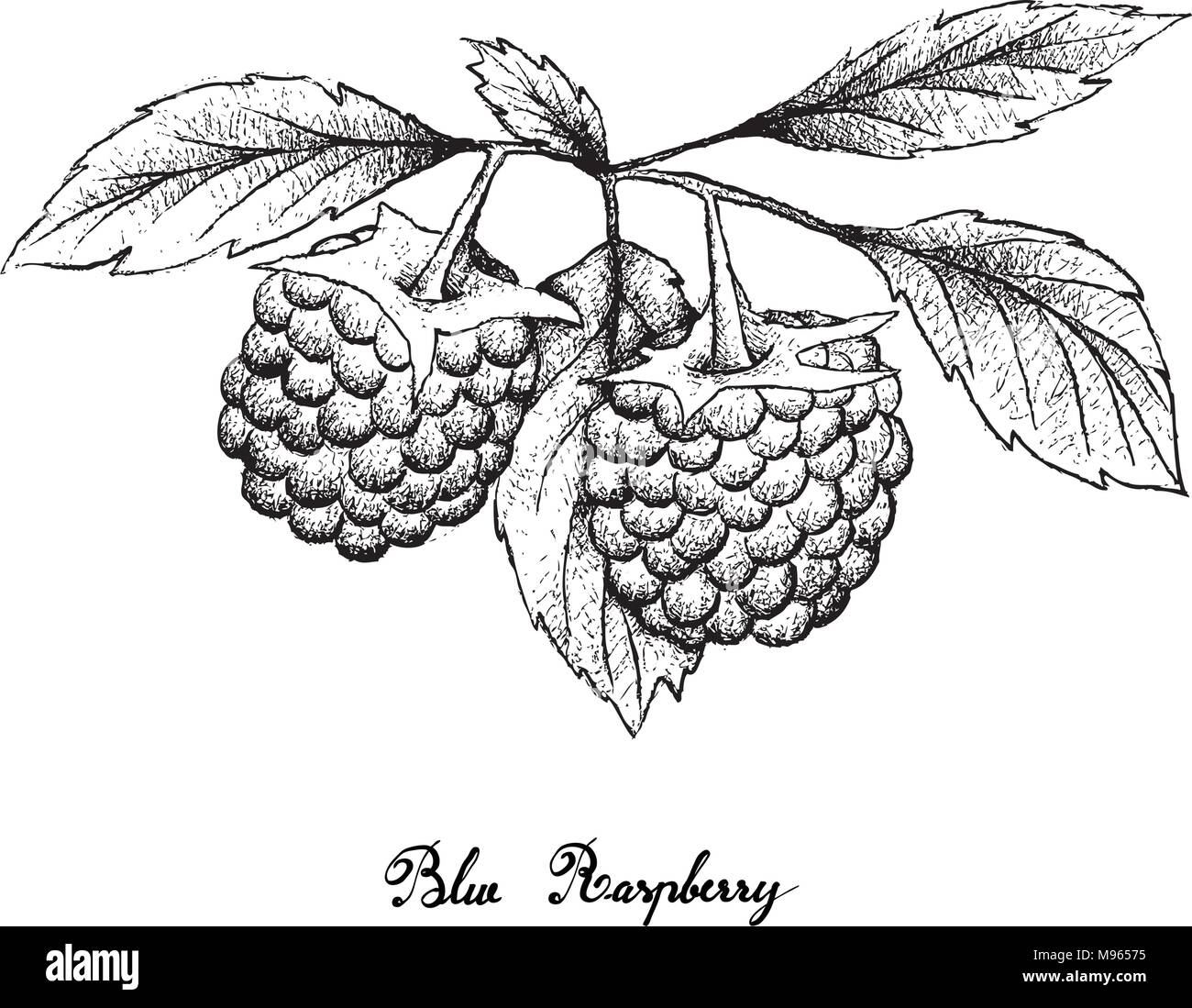 Berry Fruits, Illustration of Hand Drawn Sketch Delicious Fresh Blue ...
