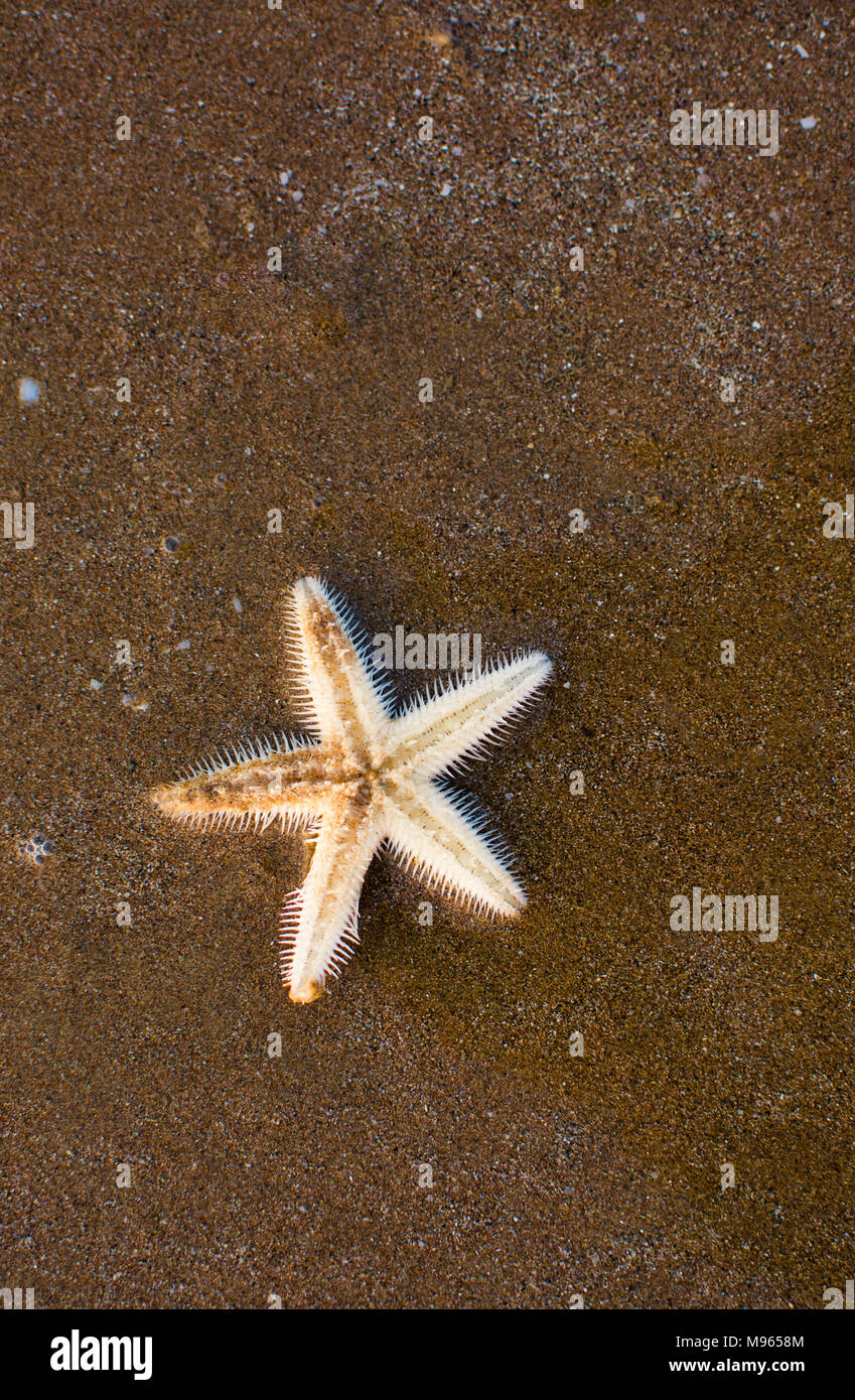 Sea star on the sandy shore splashed by smooth waves Stock Photo - Alamy