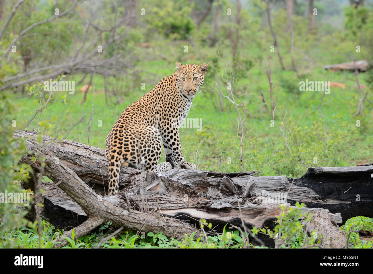 South Africa is a popular tourist destination for its blend of true ...