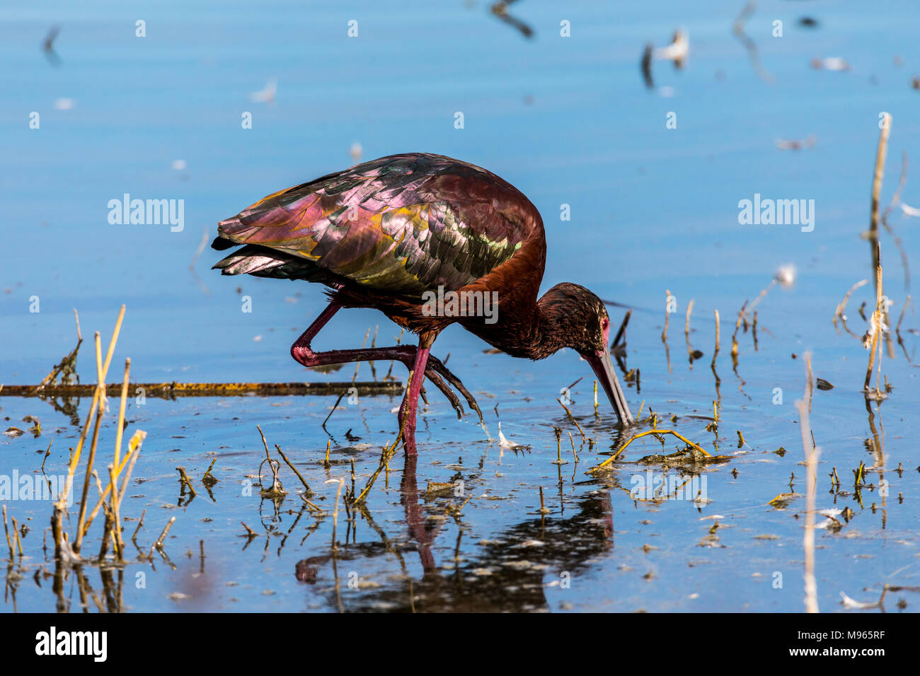 A White Faced Ibis (Plegadis chihi) at the San Luis National Wildlife ...