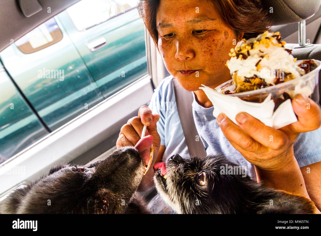 An Asian woman share her ice cream sundae with her two small dogs in ...
