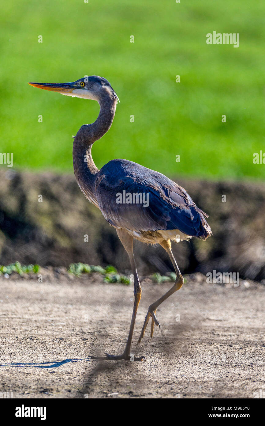 Wildlife at the San Luis National Wildlife refuge in the Central Valley ...