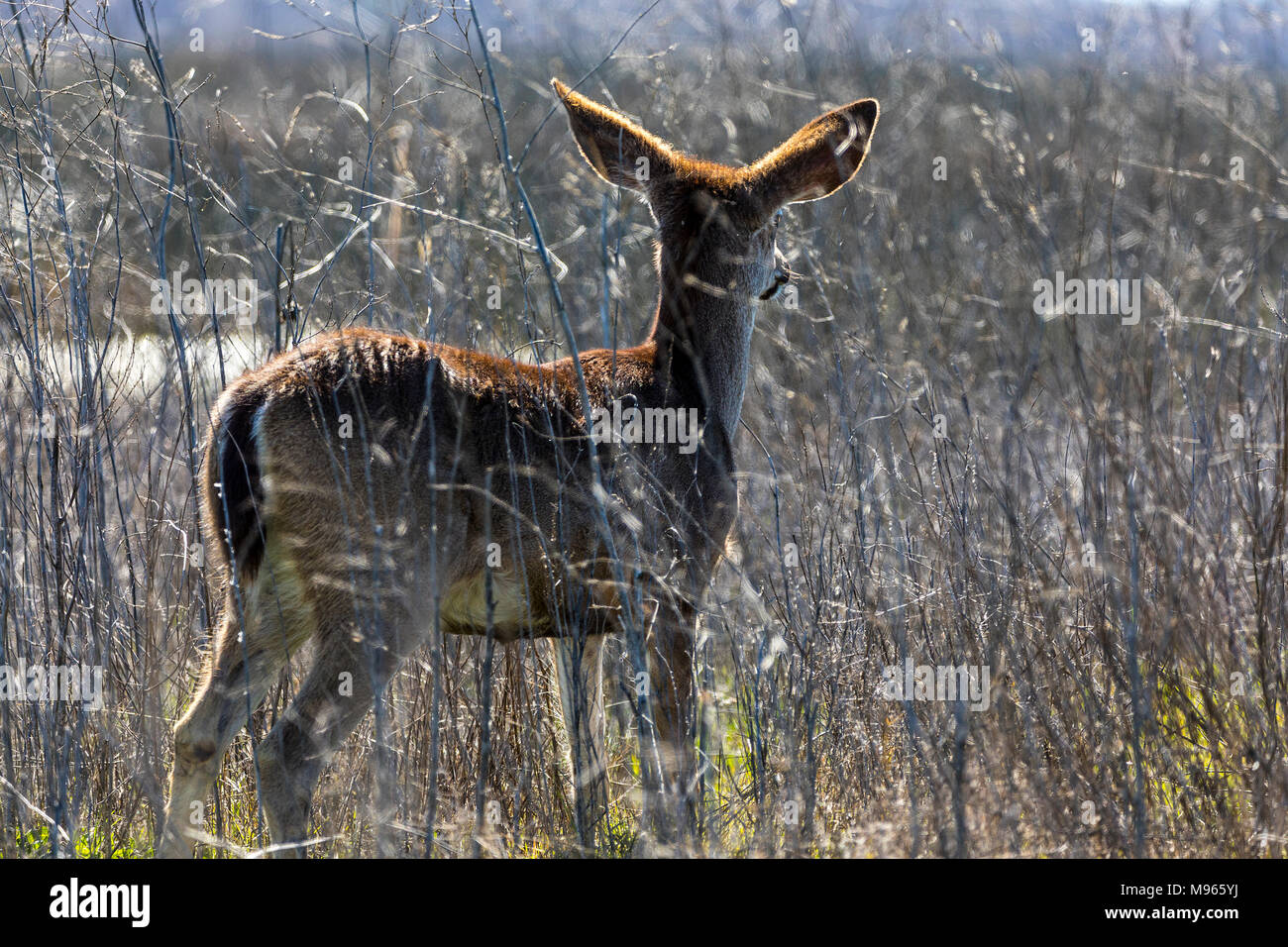A California Mule deer (Odocoileus hemionus californicus) at the San ...