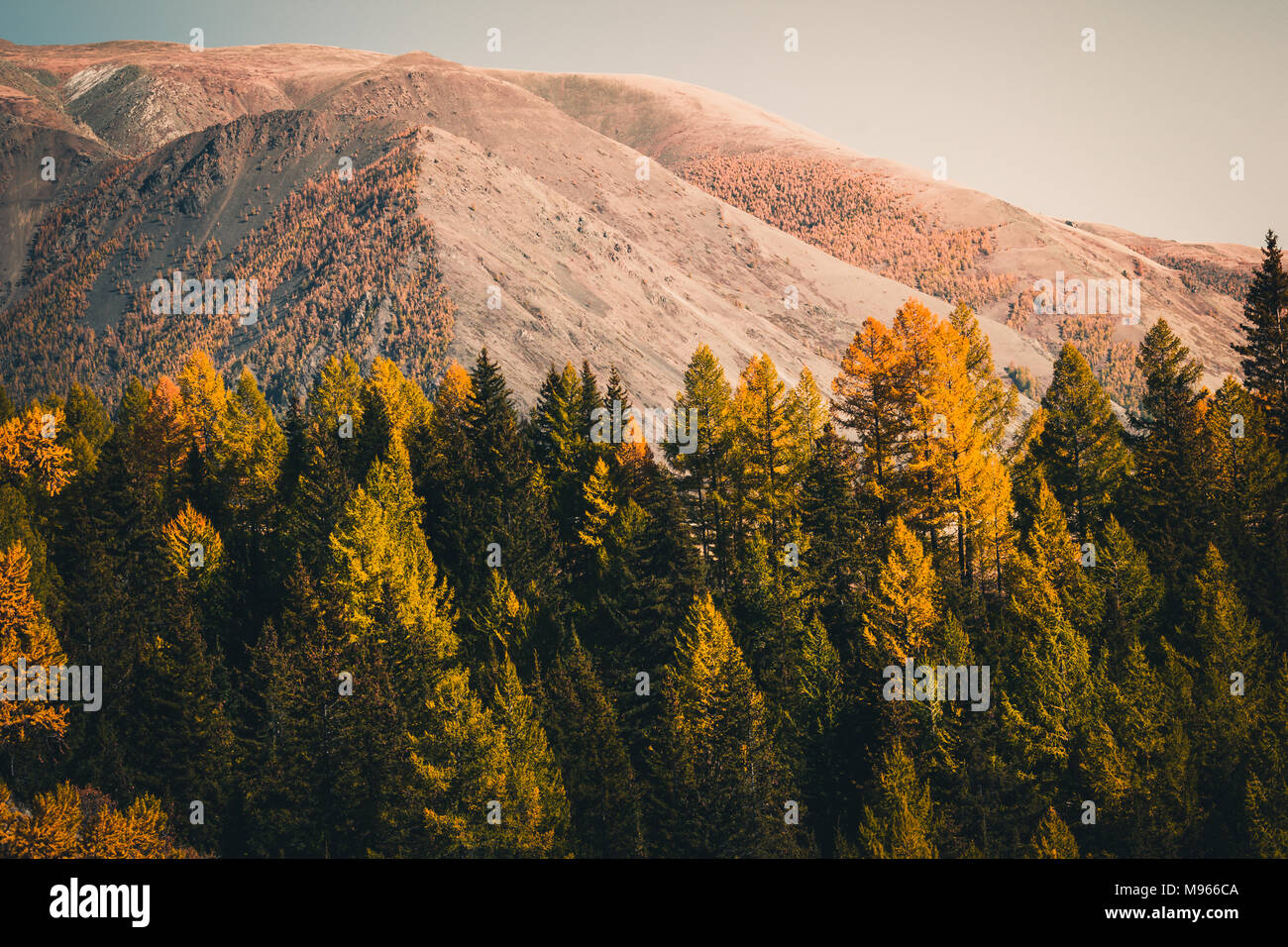 Pine trees with mountains in the background. Travel through the ...