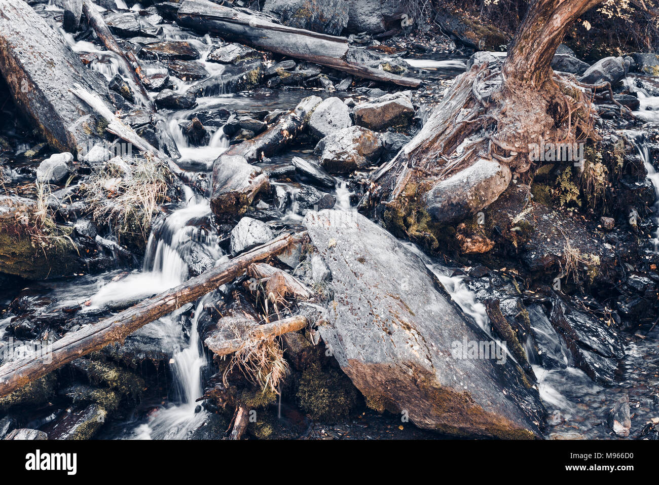 Mountain stream in the forest. Old trees and logs in the river with ...