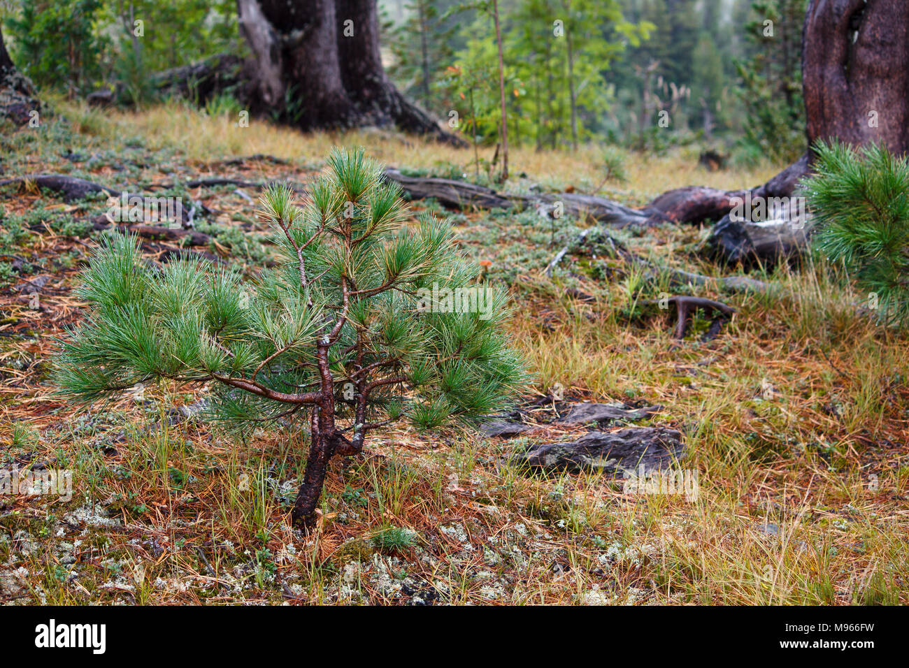 Young pine tree in hi-res stock photography and images - Alamy