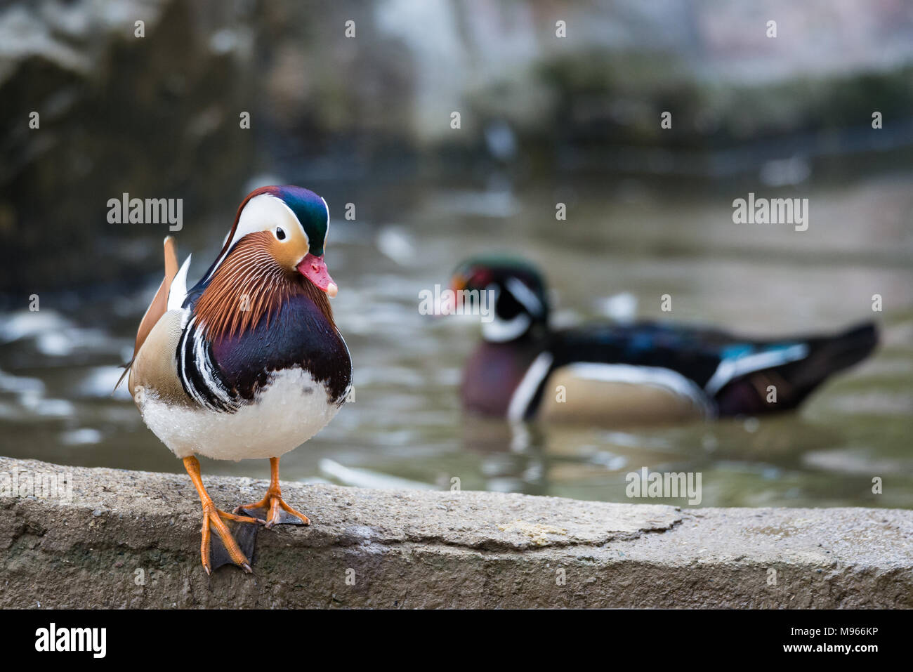 Mandarin duck on the edge of the pond, The mandarin duck is a perching ...