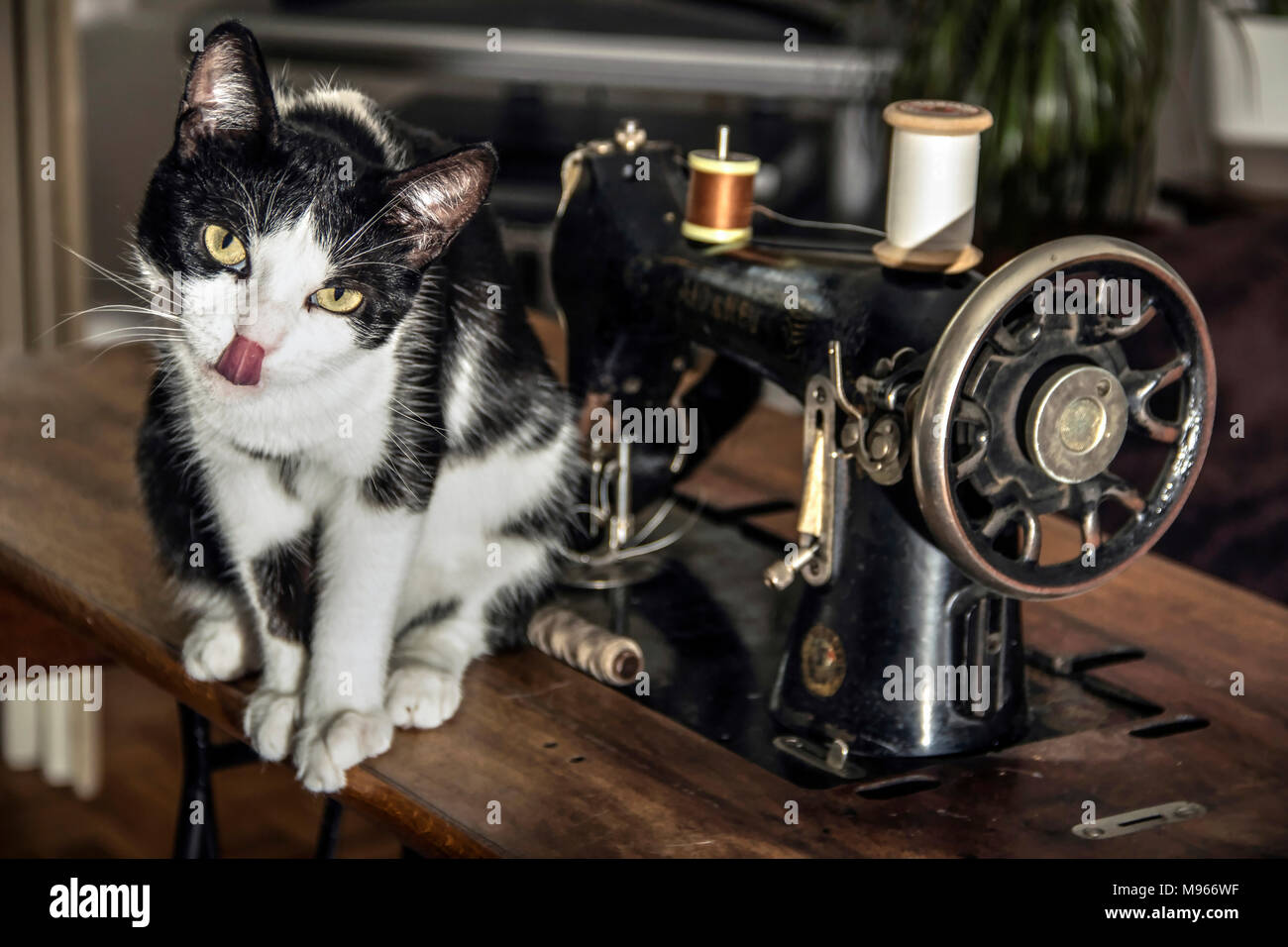 Black and white cat posing on the vintage sewing machine Stock Photo ...