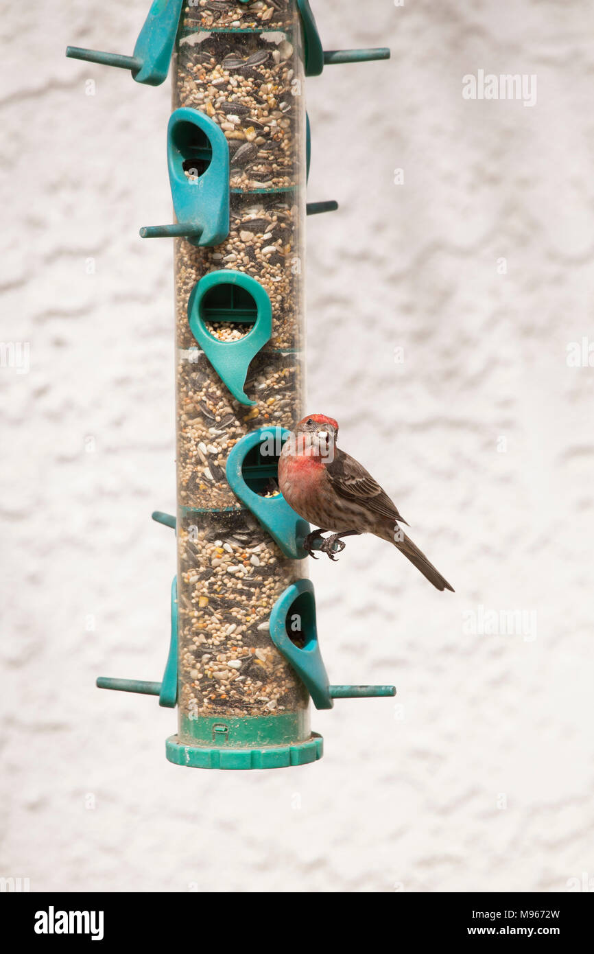 Adult mail house finch (Haemorhous mexicanus) on a bird feeder in ...