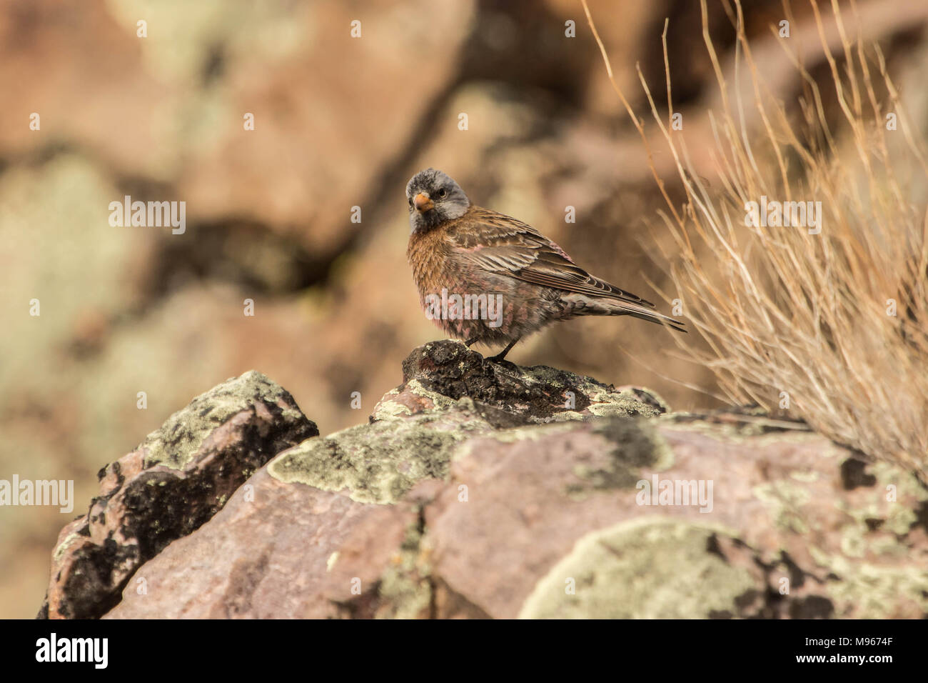 Rose Finch High Resolution Stock Photography and Images - Alamy