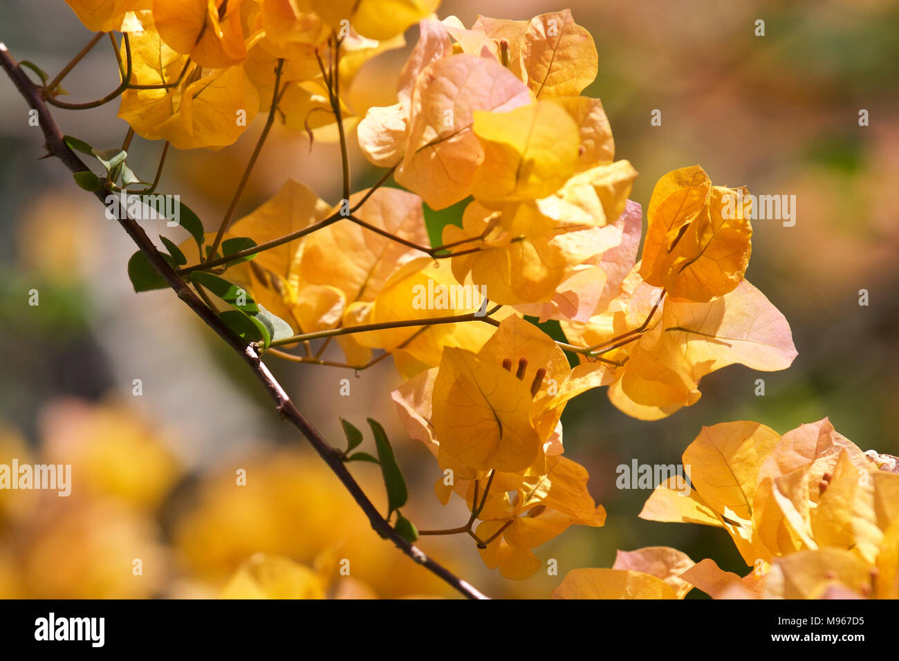Multicolored tropical cultivated bright flowers in the garden, Myanmar ...