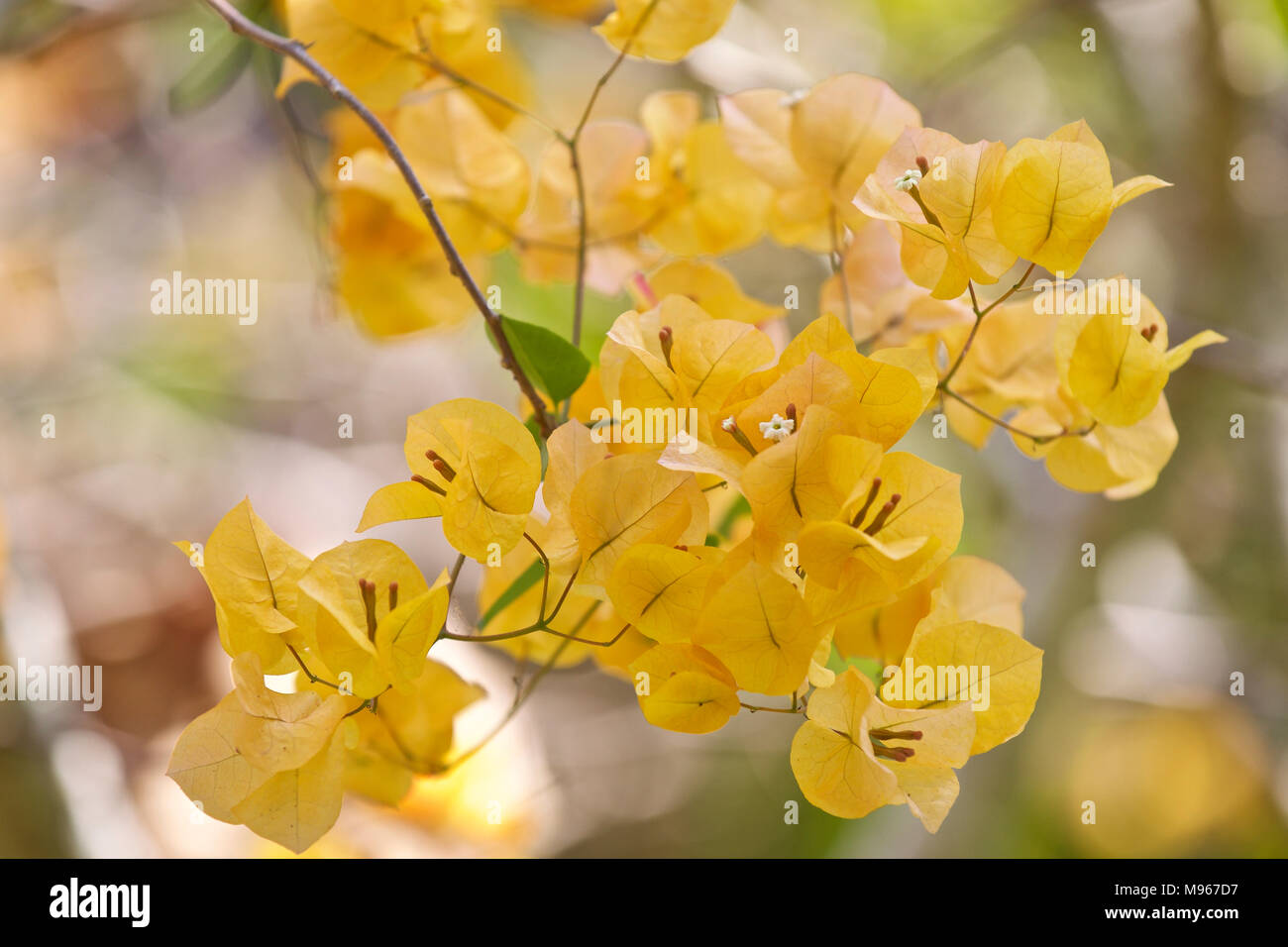 Multicolored tropical cultivated bright flowers in the garden, Myanmar ...