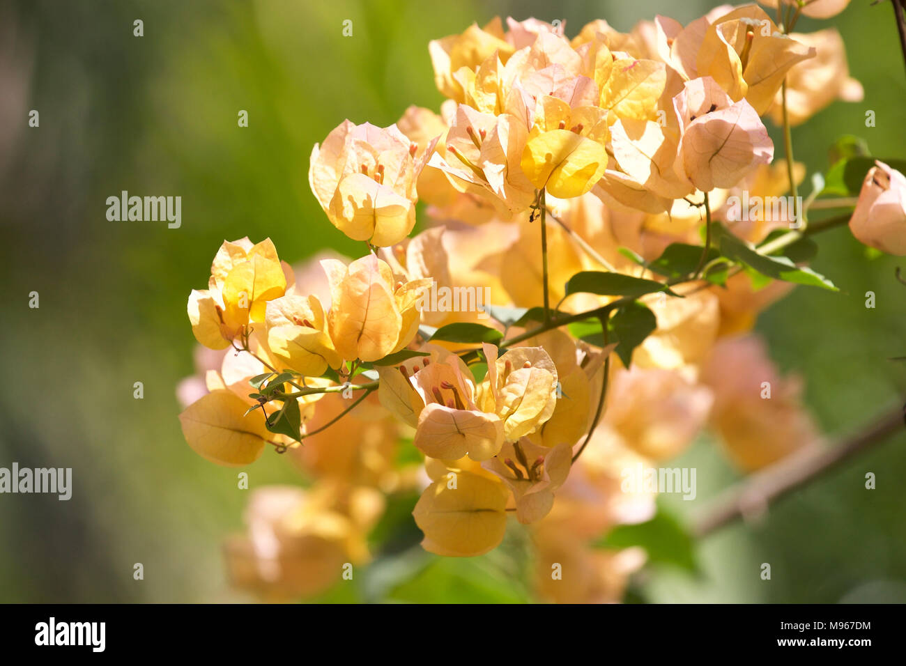Multicolored tropical cultivated bright flowers in the garden, Myanmar ...