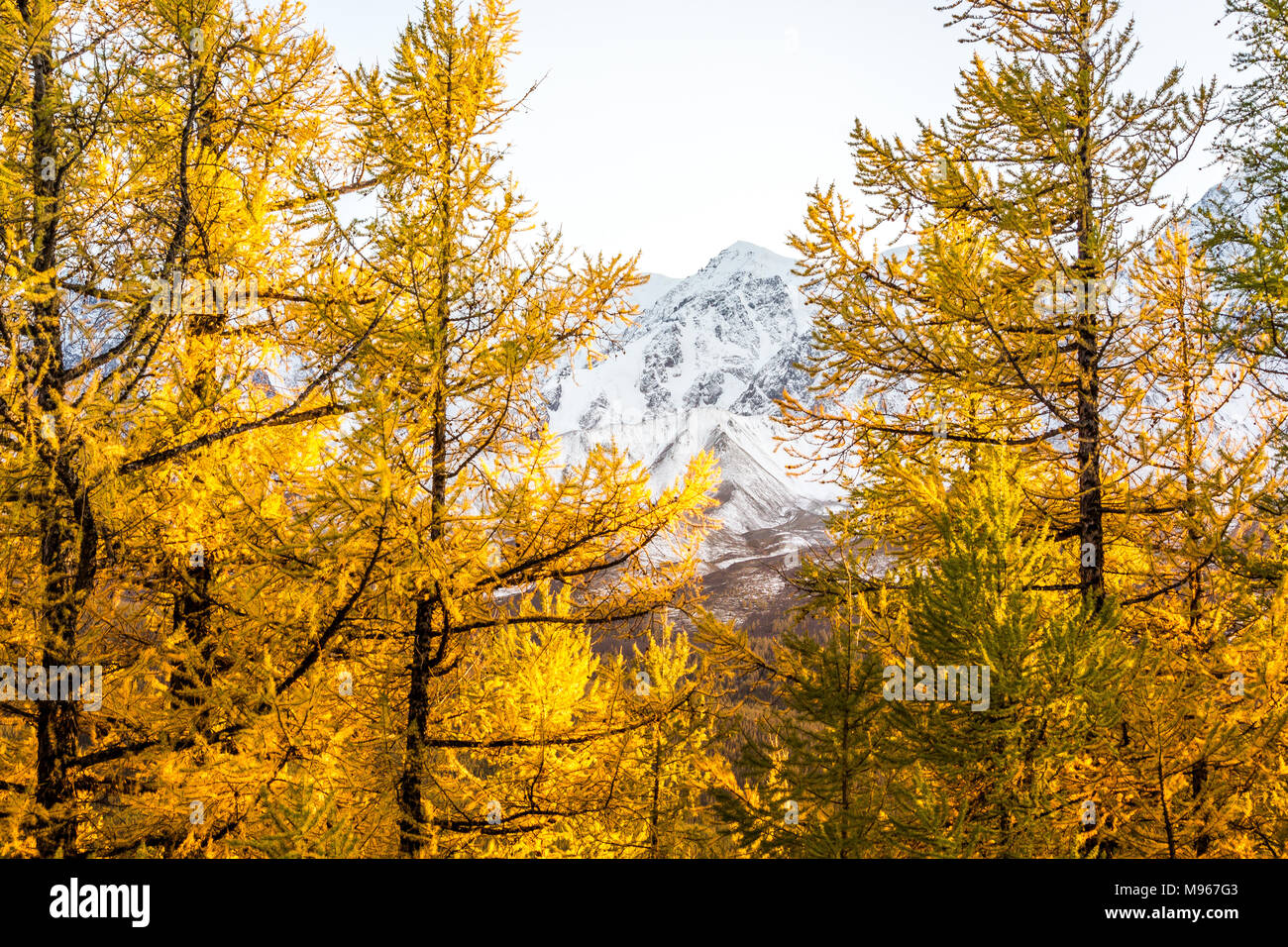 Bright yellow larch trees in the mountain valley. Autumn weather Stock ...