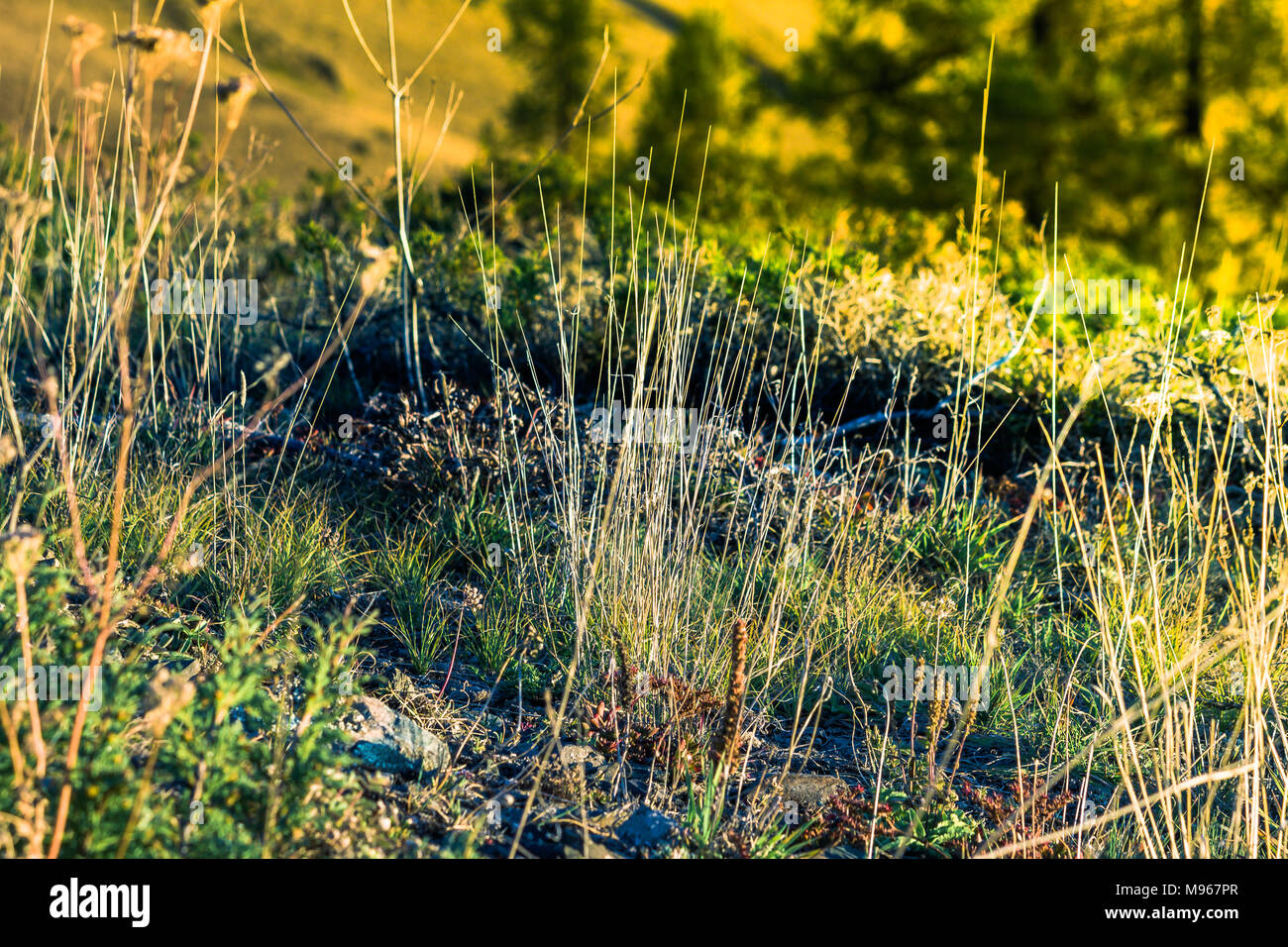 Dense thickets hi-res stock photography and images - Alamy