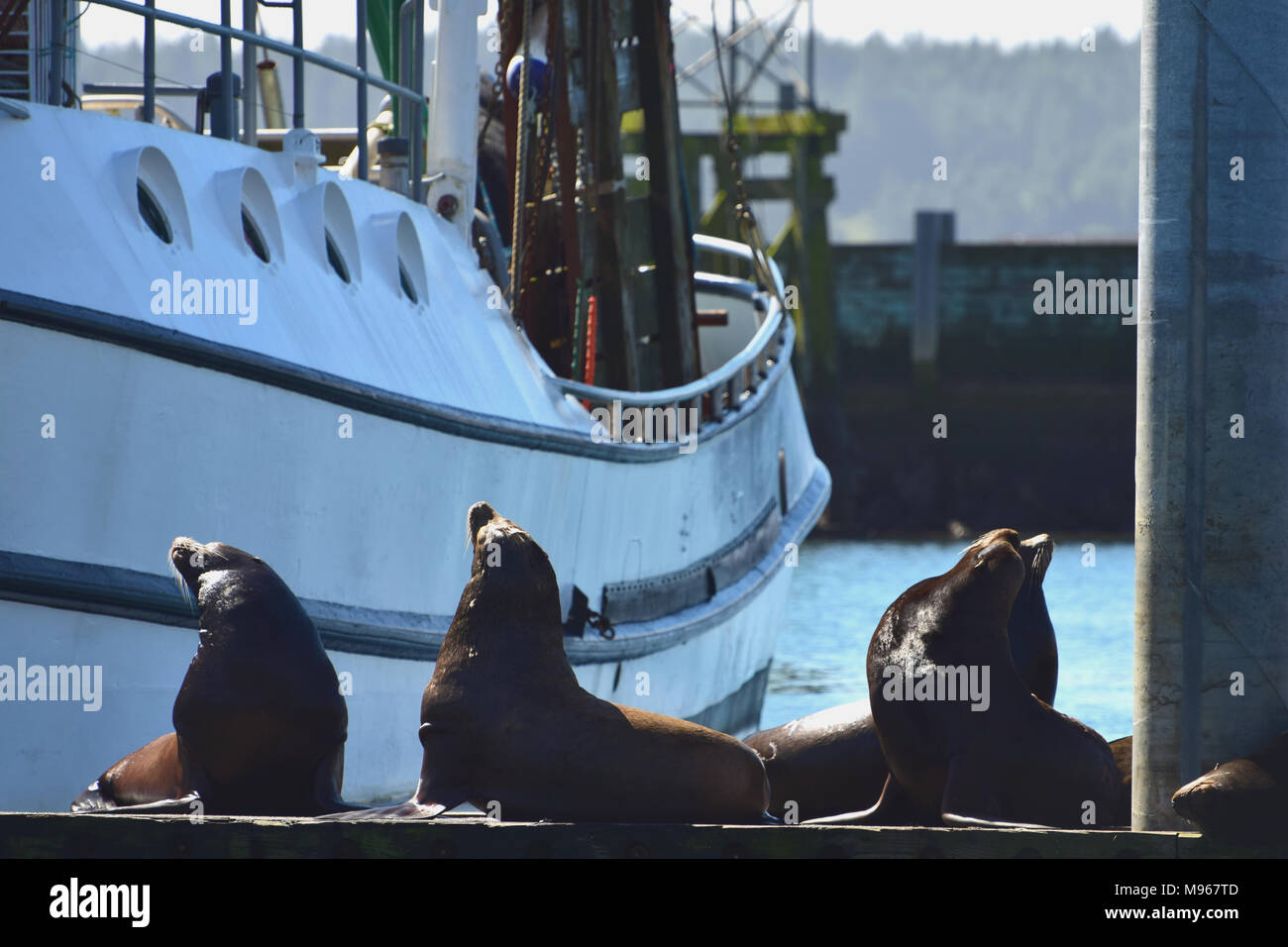 Seal invading harbor hi-res stock photography and images - Alamy