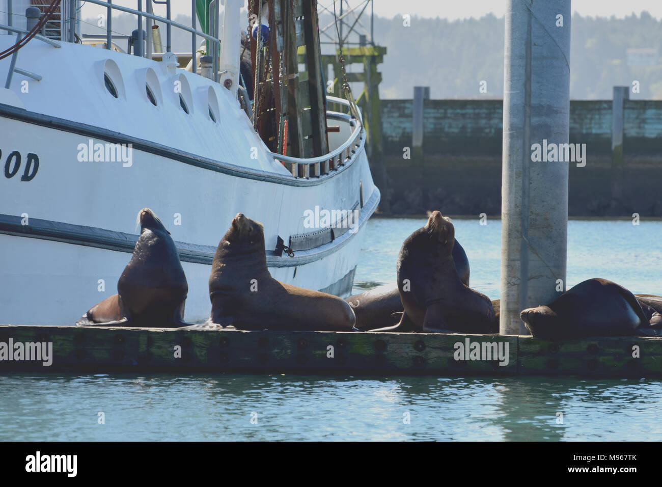 Seal invading harbor hi-res stock photography and images - Alamy