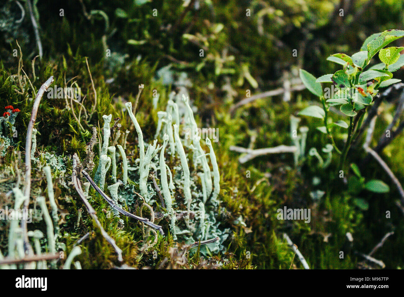 Tube lichens hi-res stock photography and images - Alamy